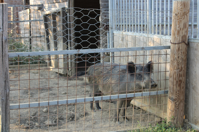 Wild Pig Trapping, Riverview, FL | Swine Solutions