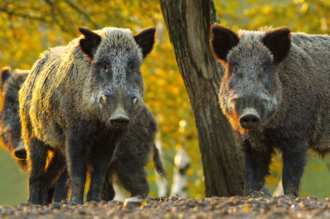 Feral Pig Removal, Orlando, FL | Swine Solutions